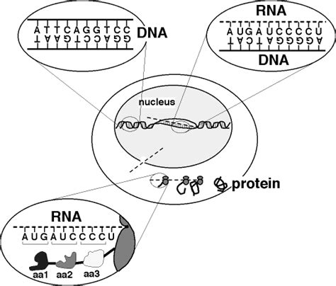 Dna Vs Rna Venn Diagram
