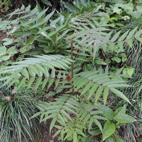 山地に生える落葉高木枝に短い刺がある夏に枝先に黄緑色の小花が集まって咲く