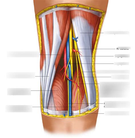 Fossa Poplitea Diagram Quizlet