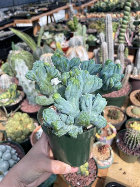 Rare Cactus Myrtillocactus Geometrizans Crested Var Fred Kaktus