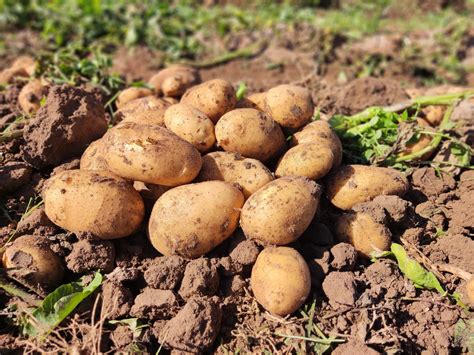 Guía para el cultivo de patatas ecológicas PATATA DE SIEMBRA EN ESPAÑA