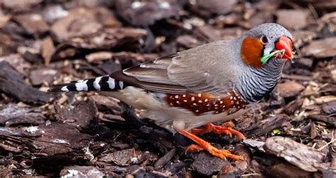 Society Finches Male Or Female