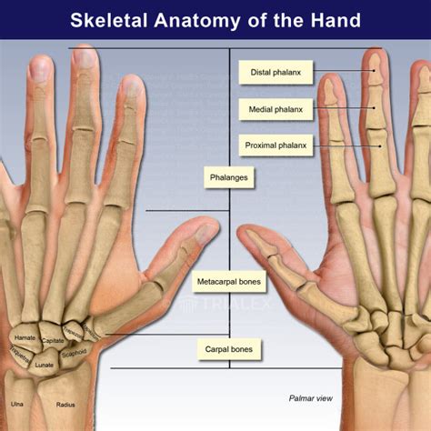 Drab Hand Anatomy Bones Free Photos
