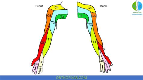 Dermatome Distribution OrthoFixar 2025