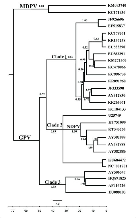 bayesian markov chain monte carlo tree of the waterfowl parvovirus download scientific