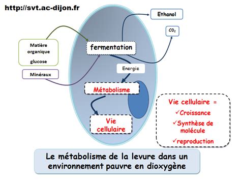 Energie Et Cellule Vivante Blogpeda