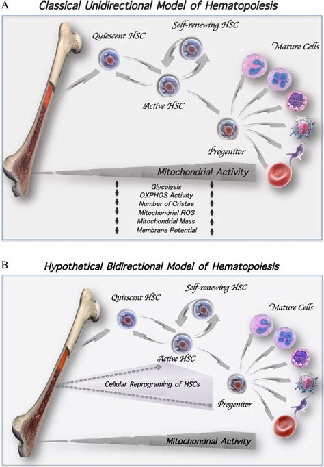 Models Of Hematopoiesis A Classical Unidirectional Model Of