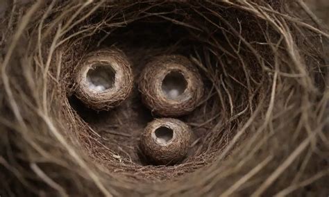 Tipos De Nidos De Aves Y Sus Caracter Sticas Principales