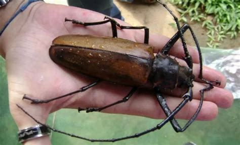 Largest Insects In The World Our Planet