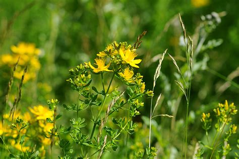 Hypericum Perforatum Prikbladet Perikon Danske Svampe