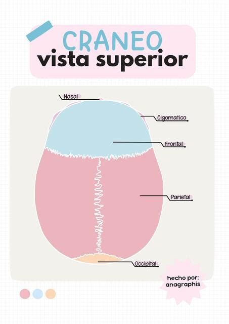 Vista Superior del Cráneo anagraphis med uDocz