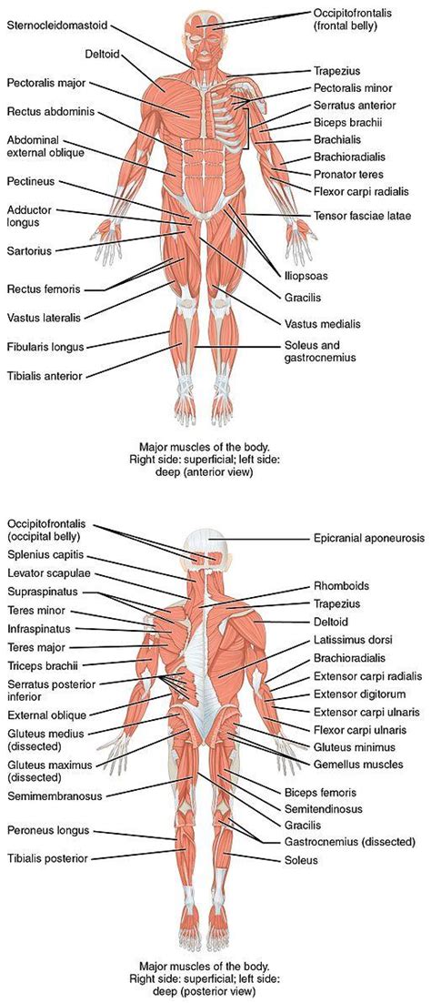 Muscular System Definition And Examples Biology Online Dictionary