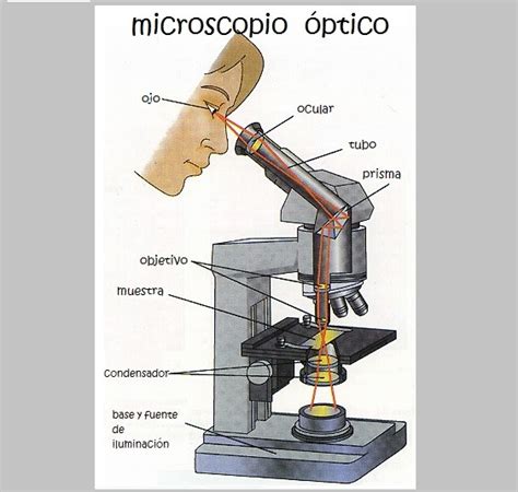 Sint Tico Foto Imagen De Microscopio Con Sus Partes Mirada Tensa