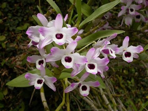 Orquídea Olho De Boneca Como Plantar Cuidar Quanto tempo dura
