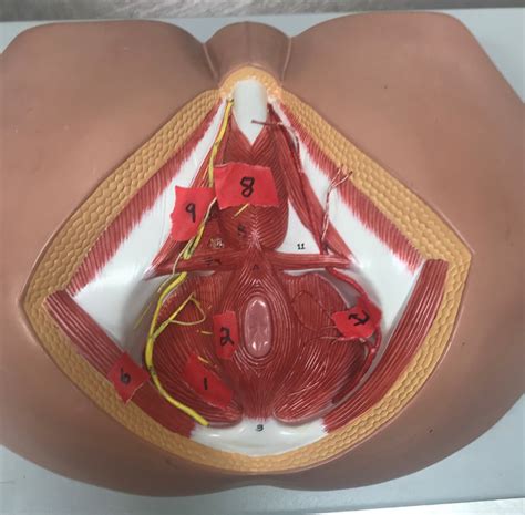 Male Perineum Diagram Quizlet