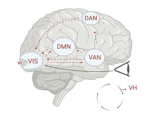 visual hallucinations and the curious absence of activity in the primary visual cortex visual