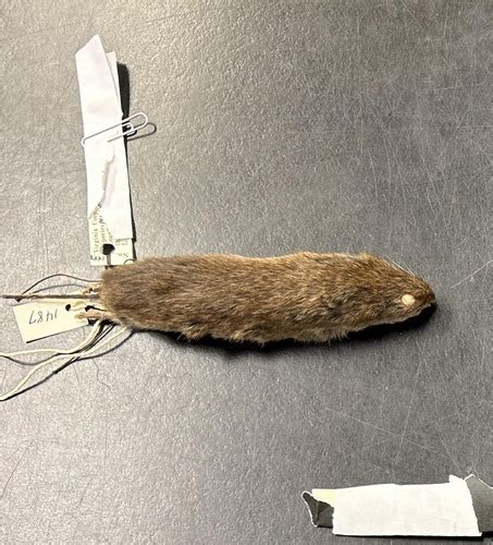 Mammal Skins Flashcards Quizlet