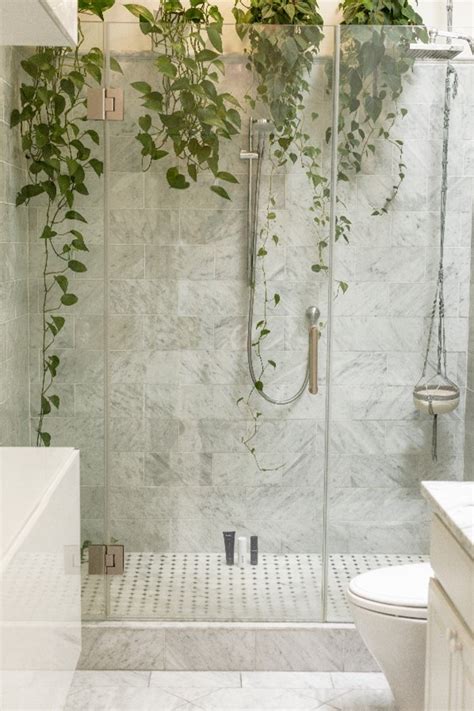 30 Bathroom Plants For You Indoor And Hanging Plants