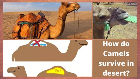 How Do Camels Survive In Desert Where Do Camels Store Their Water