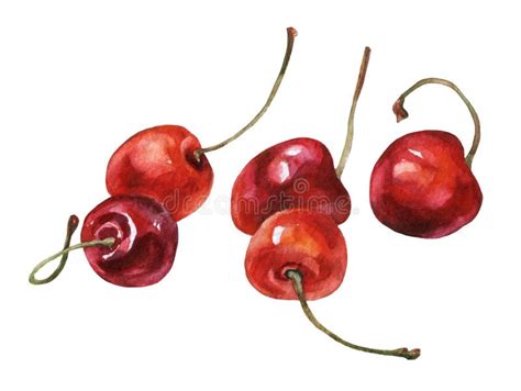 Cerezas 2 Pintura Dibujada Mano De La Acuarela Stock de ilustración