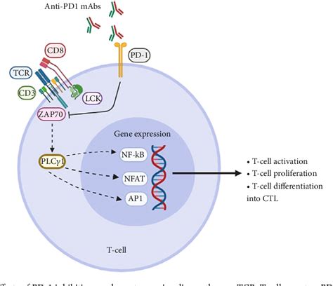 Figure 2 From Current And Future Perspectives Of PD 1 PDL 1 Blockade In