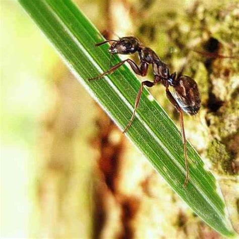 Details 48 cómo eliminar las hormigas de los árboles Abzlocal mx