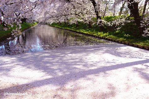 Hirosaki Cherry Blossom Festival