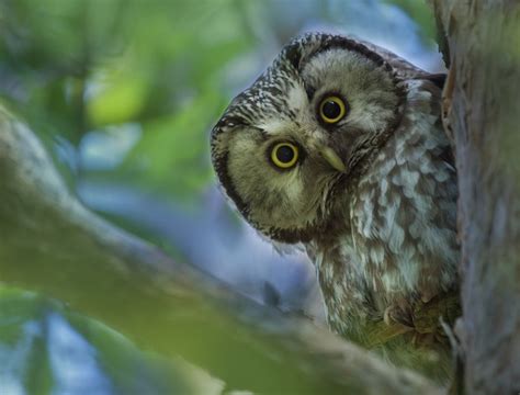 Birds Owls Glance Branches HD Wallpaper Rare Gallery