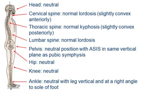 Posture And Ergonomics Flashcards Quizlet