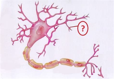Ch Nervous System Flashcards Quizlet