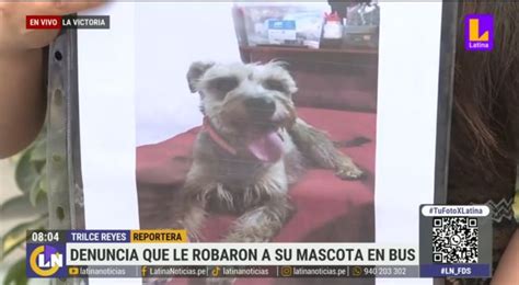 Empresa De Transportes Pierde A Perrita De Pareja Le Ofrecen 200 Soles