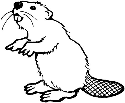 Desenho De Castor Roedor Para Colorir Tudodesenhos
