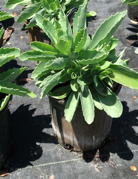 Item Details Tinga Nursery Inc