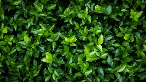 Refreshing Green Foliage Adorning A Bush With Textured Green Plants
