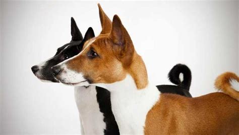 20 Razas De Perros Que No Sueltan Pelo Smylepets