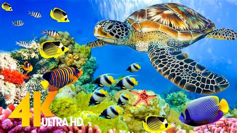 4K Stunning Underwater Wonders Of The Red Sea Colorful Coral Reef