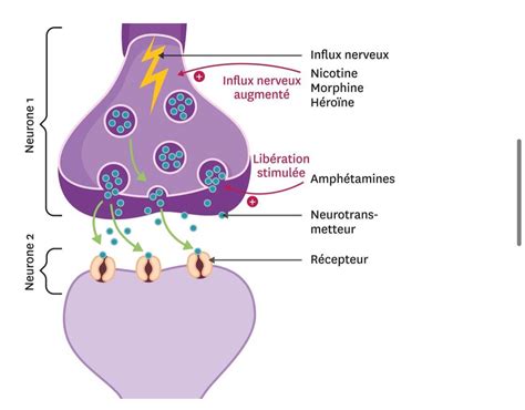 1 Quels sont les effets des drogues sur le système nerveux au niveau