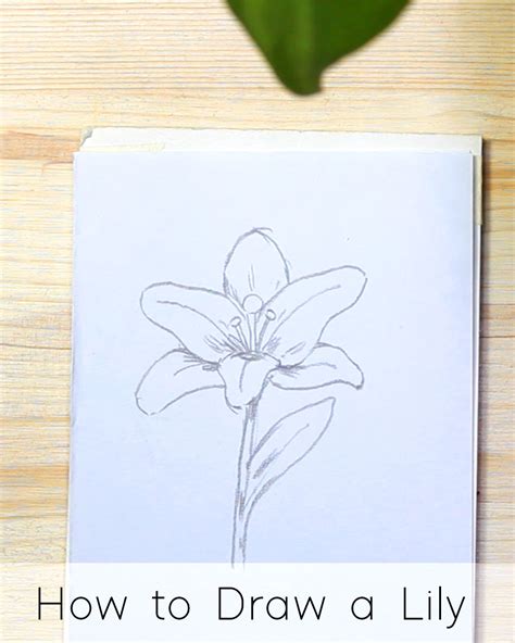 How To Draw A Flower Step By In 6 Minutes Best Flower Site