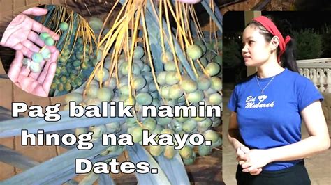 TAMAR OR DATES ANG DAMI BUNGA PERO HINDI PA PWEDE PITASIN YouTube