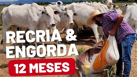 Como Fazer Uma RECRIA E ENGORDA De Novilha De Corte YouTube