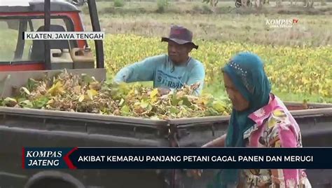 Akibat Kemarau Panjang Petani Di Klaten Gagal Panen Dan Merugi Video