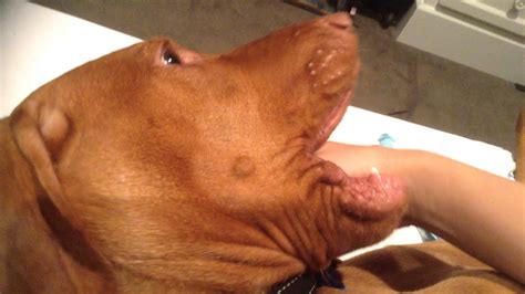 Vizsla Enjoying Belly Rub Youtube