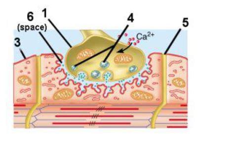 Neuromuscular Junction Diagram Diagram Quizlet