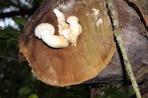 Premium Photo A White Mushroom Growing On A Tree Stump
