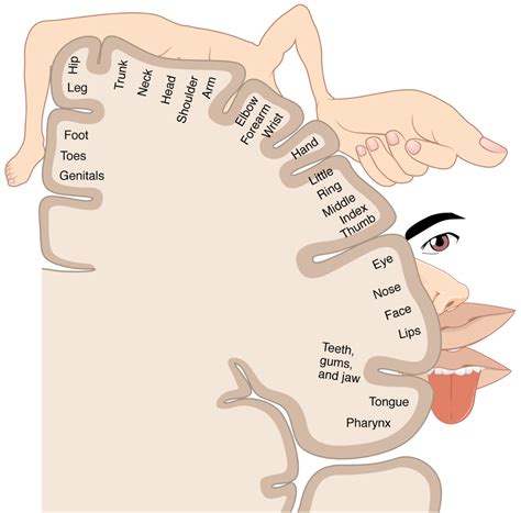 How Does The Human Brain Work Speechneurolab