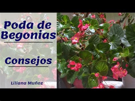Conoce el momento ideal cuándo se deben podar las begonias para un
