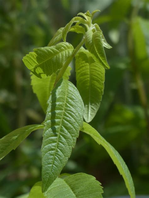 Hierbaluisa Farmaconsejos