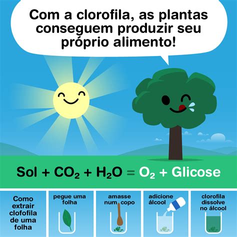 As Plantas Produzem Seu Pr Prio Alimento Arvoreagua