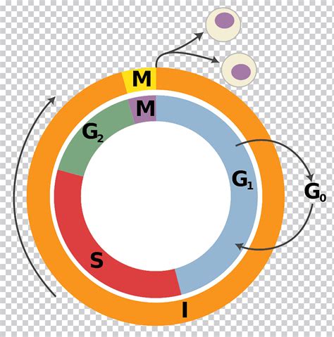 Ciclo celular interfase división celular mitosis ciclo celular ángulo