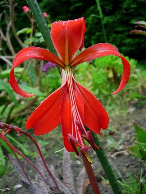 Total 80 Imagem Ver Flor De Lis Br Thptnganamst Edu Vn